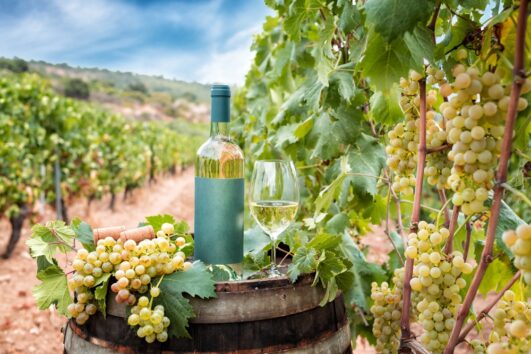 14 Best Italian White Wines to Drink